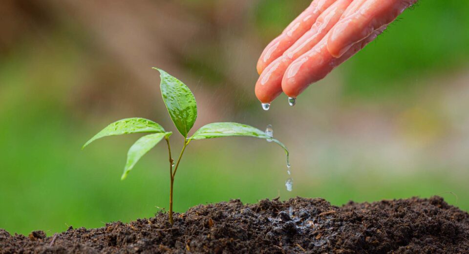Seedlings Nurturing Guide: From Sprouts to Strong Stems - Green Leafy ...
